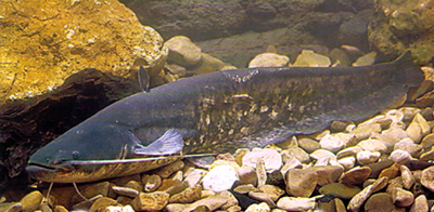 SFV-Kemmern | Waller, Wels